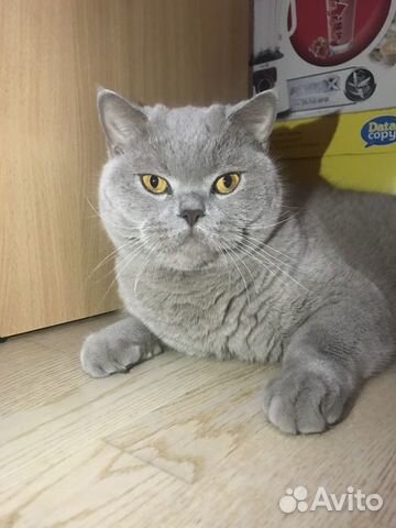 Отдам в Добрые руки