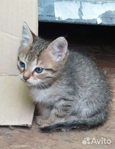 Котенок девочка 2 месяца в дар