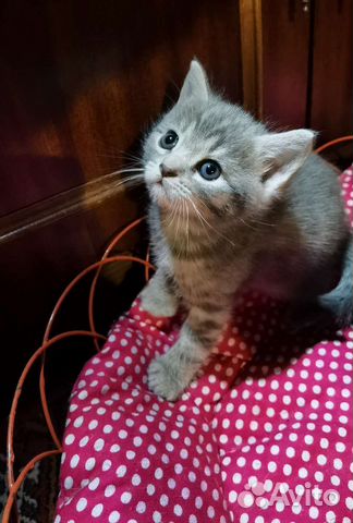 Котята девочки в очень добрые руки