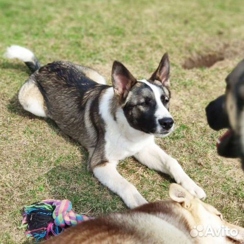 Щенок Джек в добрые руки