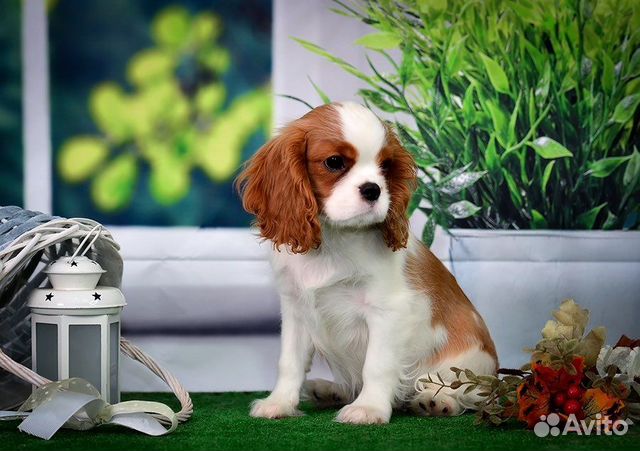 Кавалерчик малчьк полностью привит