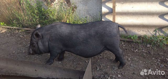 Вьетнамский вислобрюхий хряк