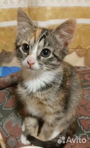 Трехцветный котенок девочка