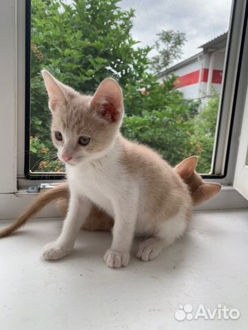 Кошки