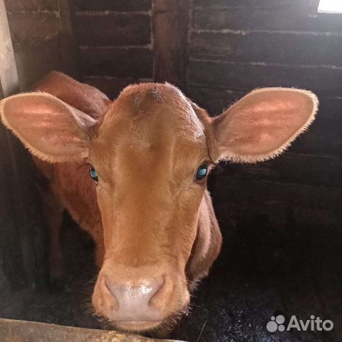 Тёлочка красно-степной породы