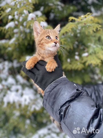 Котята чаузи ф1