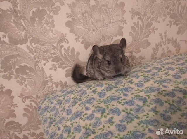 Шиншилла