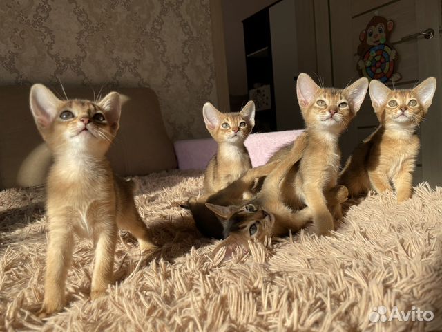 Абиссинский котёнок абики котята