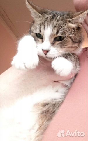 Ксюшечка, киса спасенная с улицы в добрые руки