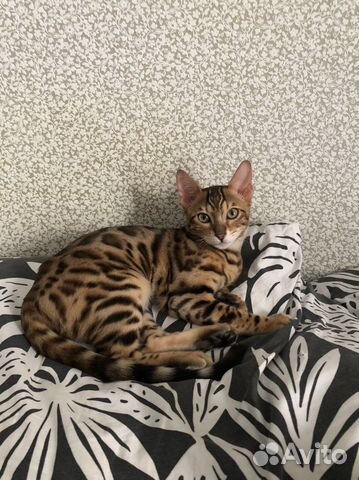 Бенгальская кошечка