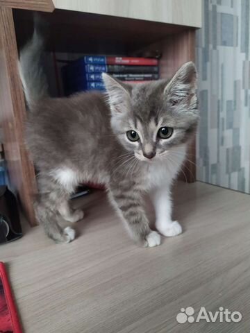 Кошка, отдам в добрые руки