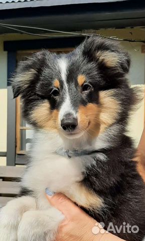 Щенок шелти