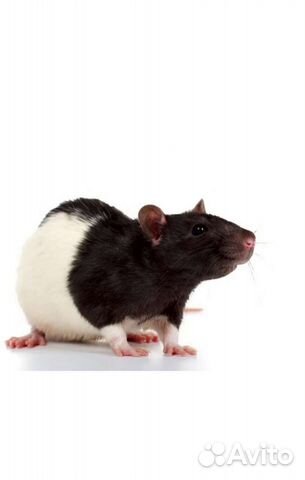 Крыса с клеткой бесплатно