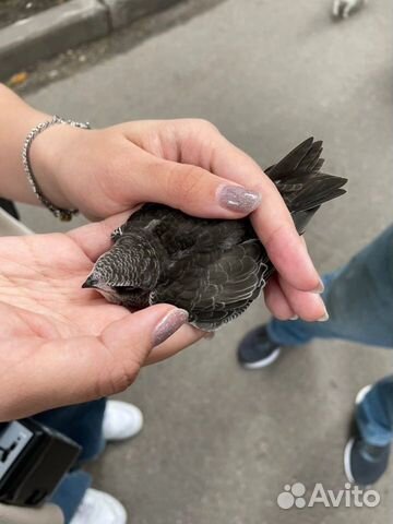 Стриж птица