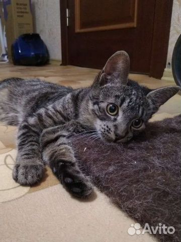 Котенок (полосатый котик, плюшевый животик)
