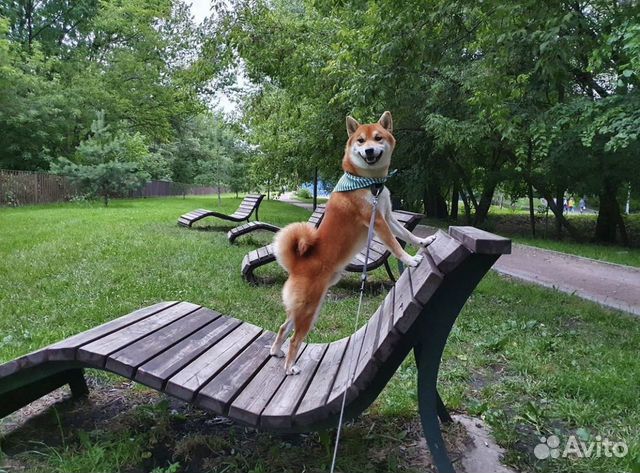 Сиба ину кобель вязка