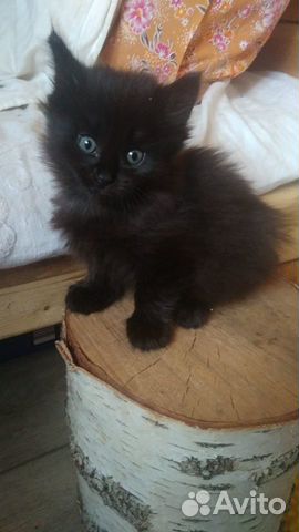 Котенок в добрые руки