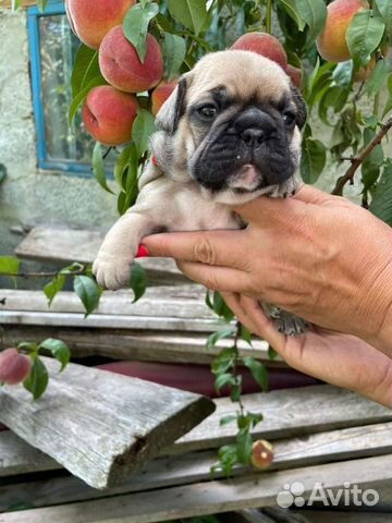 Французский бульдог щенки РКФ