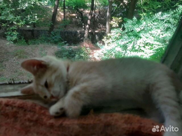 Котенок- мальчик гладкошерстный 2 мес. Персик