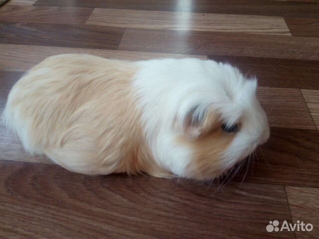 Морская свинка коронет