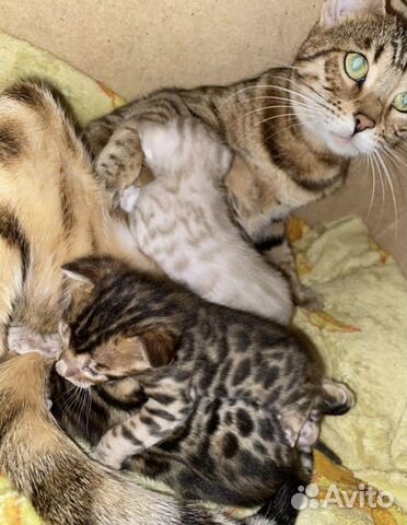 Бенгальские котята