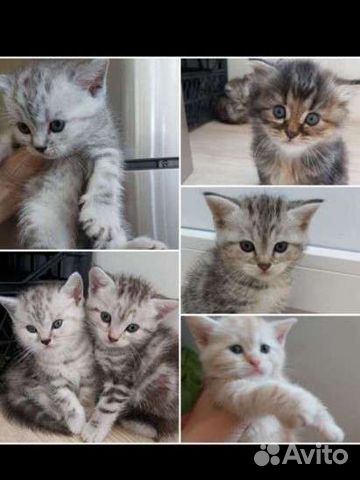 Шотландские прямоухие котята девочки