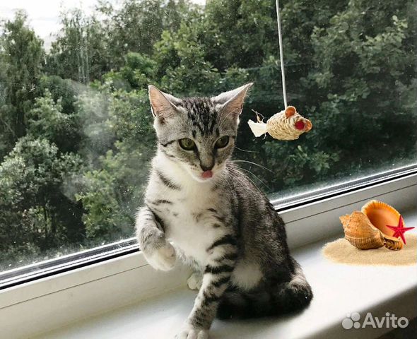 Котёнок Зайка