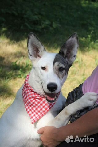 Спасли от усыпления но в приюте долго не проживет