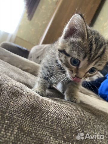Кошка малышка
