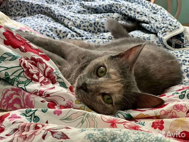 Котята русская голубая бесплатно