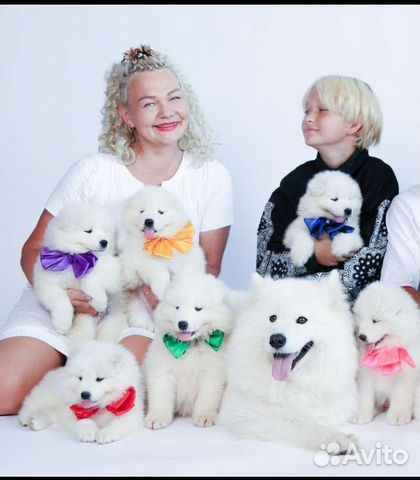 Самоедская лайка малыши от питомника