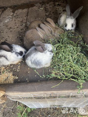 Кролики немецкий пестрый великан