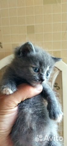 Ищем хорошую, добрую семью для котят