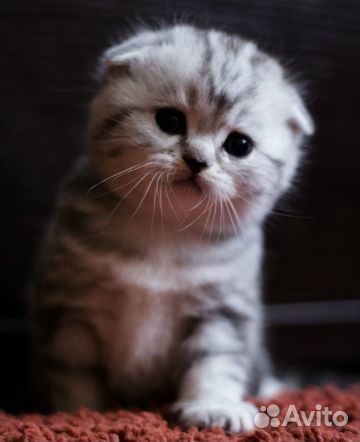Шотландские вислоухие котята вискас