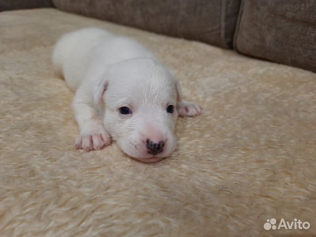 Собаки щенки Стаф