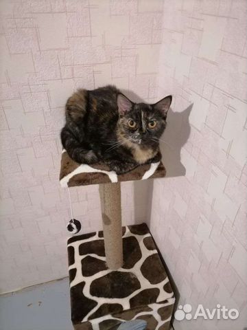 Шотландская прямоухая кошечка