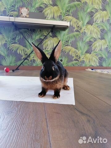 Декоративные кролики маленькие