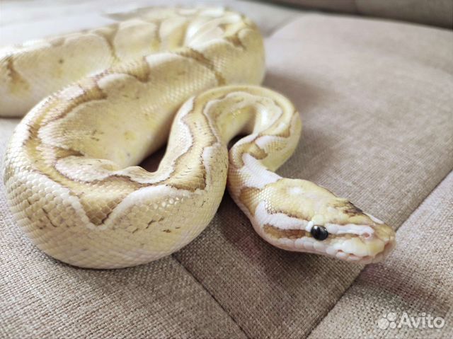 Змея Bamboo Pastel с парадоксом