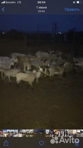 Поросенок ландрас