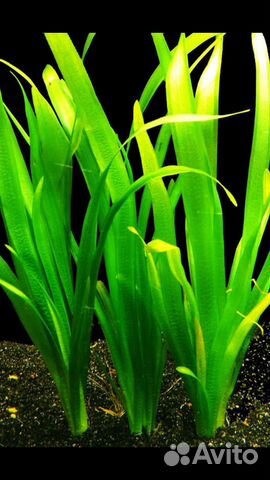 Валлиснерия гигантская (Vallisneria gigantea)