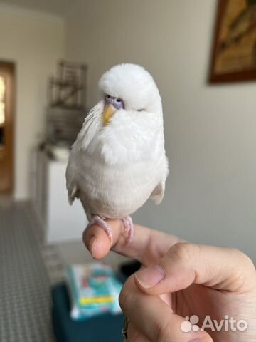 Ручной попугай чех ввп