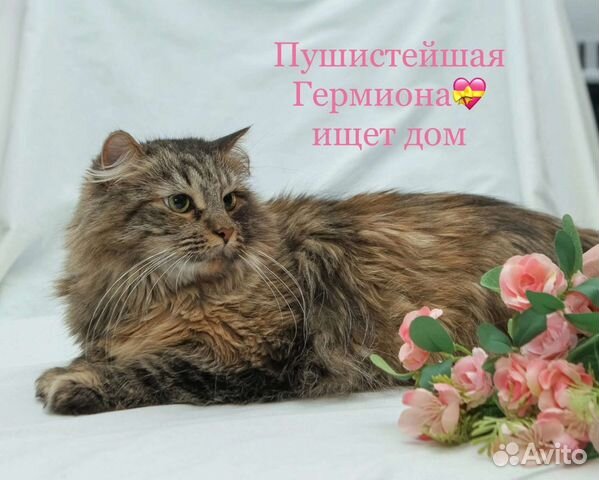 Кошки ищут дом