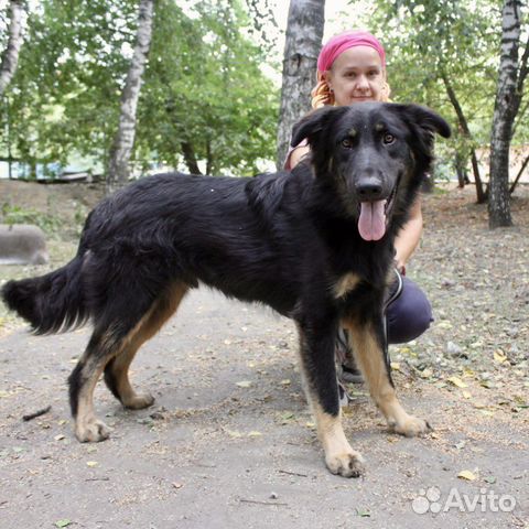 Супер пес ищет дом