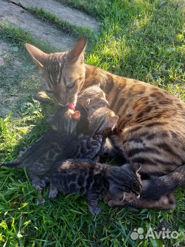 Элитные бенгальские котята