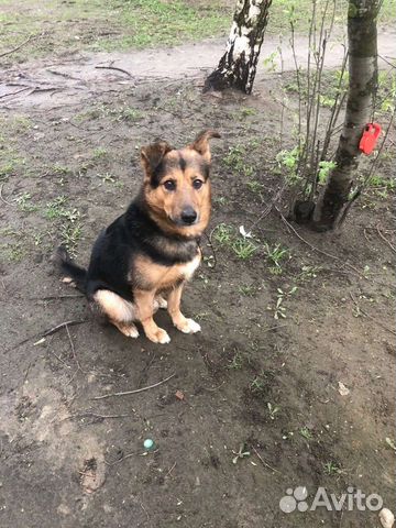 Найдена собака, помесь овчарки