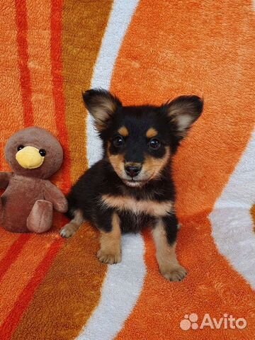 Крошечная Пуговка