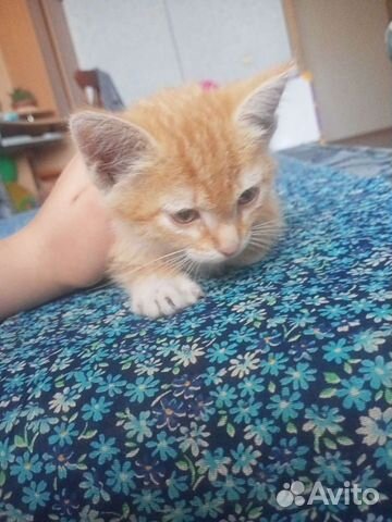 Котята в добрые руки бесплатно