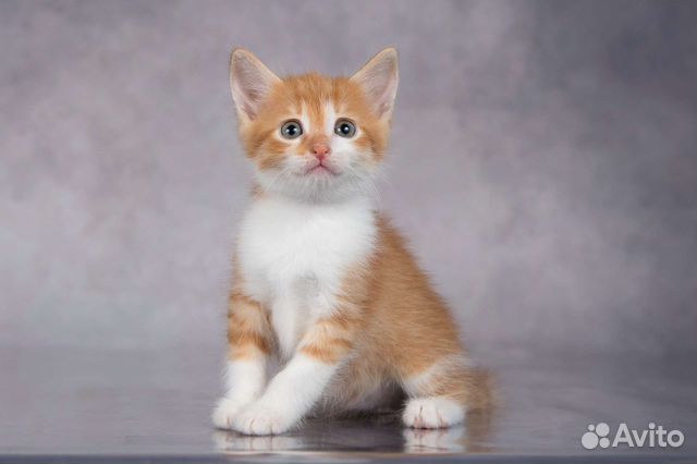 Котенок в Дар