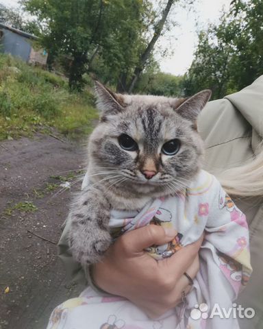 Кошка