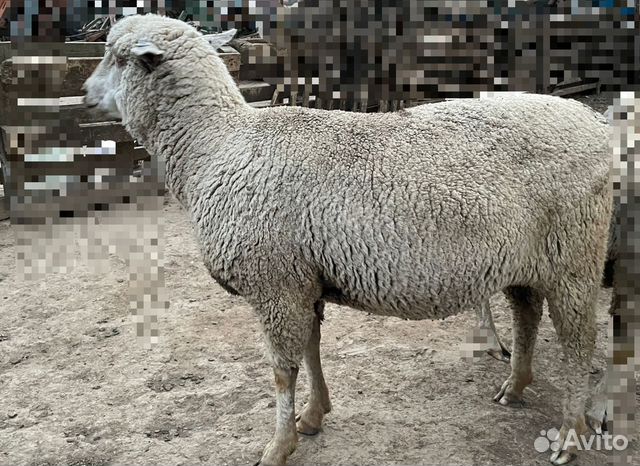 Баран, валух